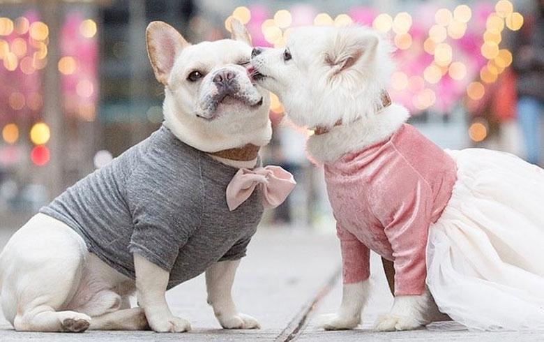 Esta pareja de perros comparte su amor en Instagram | AR13.cl