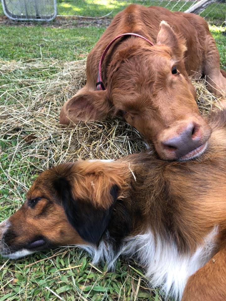 Un perro y una becerra protagonizan increíble historia de amistad