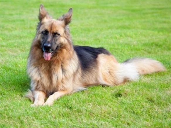 Estos son los 5 perros más millonarios del mundo