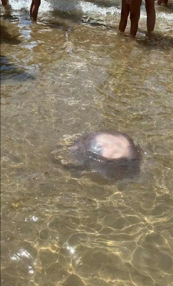 Así luce: Encuentran aterradora medusa 'alien'