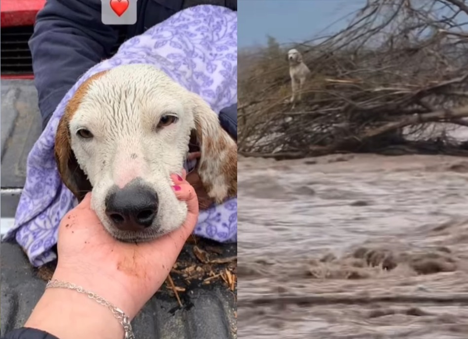 Esfuerzo de comunidad: Rescatan a perrito que quedó atrapado en el río ...