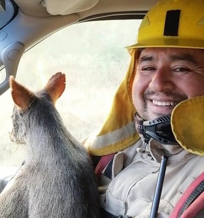Bombero logró salvar a pudú en medio de incendio en Concepción