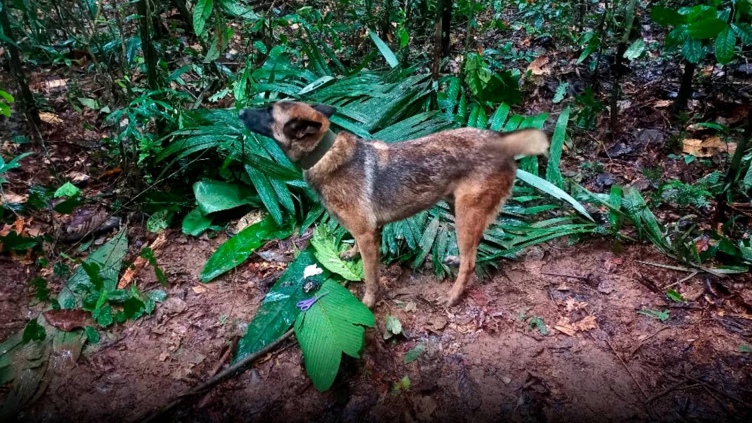 ”Será recordado como ese héroe”: Abandonan búsqueda del perro Wilson ...