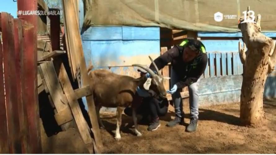 Shakira será un Angry Birds | T13