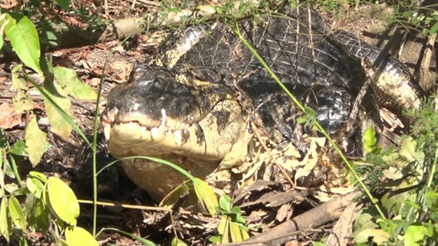 El temido caimán del Amazonas
