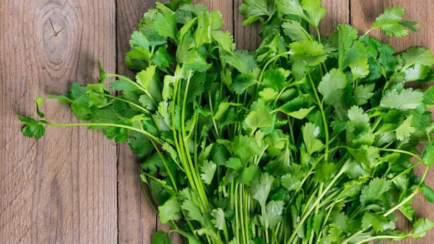 ¿Cilantro o perejil? ¡Este es el mejor truco para diferenciarlos!