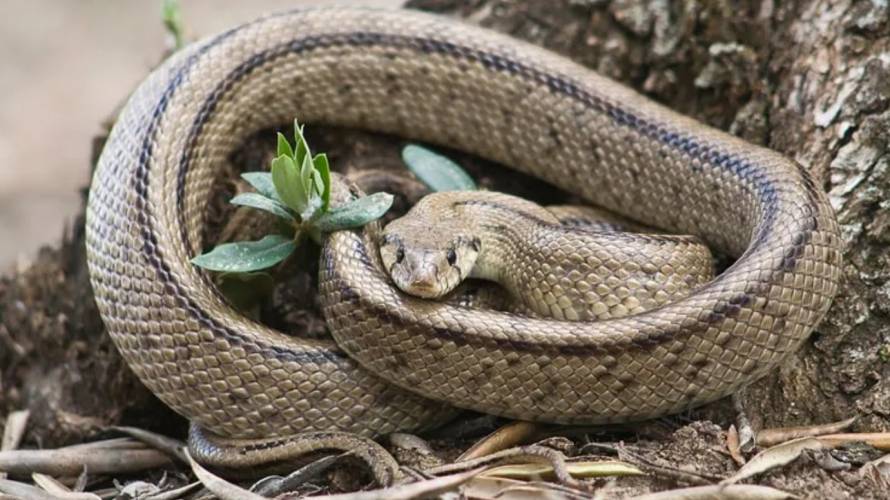 De terror: encontró una culebra en su verdura cuando iba a prepararse ...