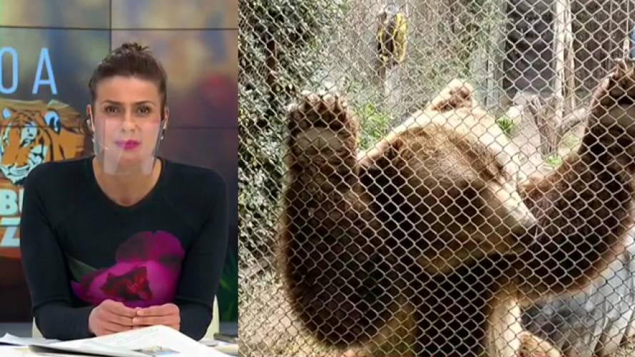 Participamos de un control a Cobo, el tierno oso del Buin Zoo