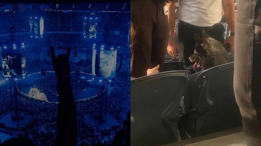 Perrito causó furor en redes: escapó de casa y lo encontraron ...