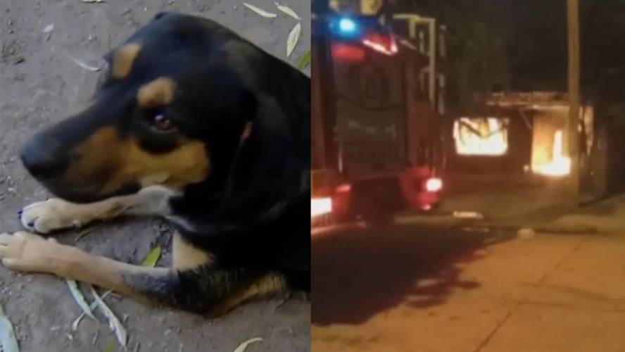 Perro despertó y salvó a su dueño de morir en incendio: Luego entró y ...