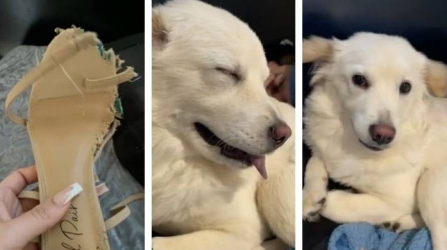 Tierna perrita tiktoker se hace viral: Finge dormir para evitar que la ...